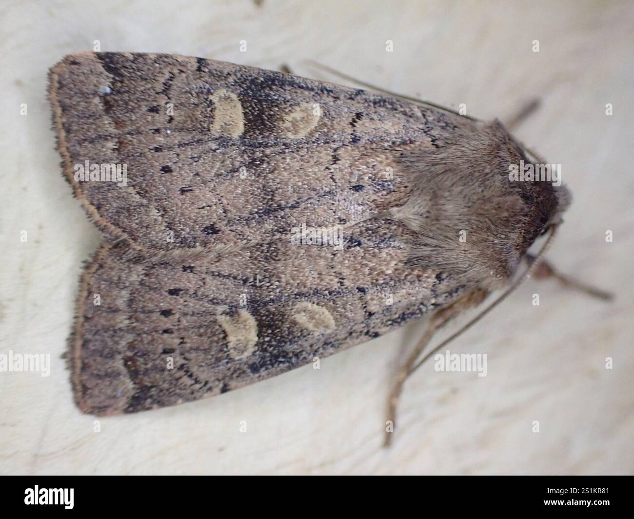 Square-spot Rustic (Xestia xanthographa Stock Photo - Alamy