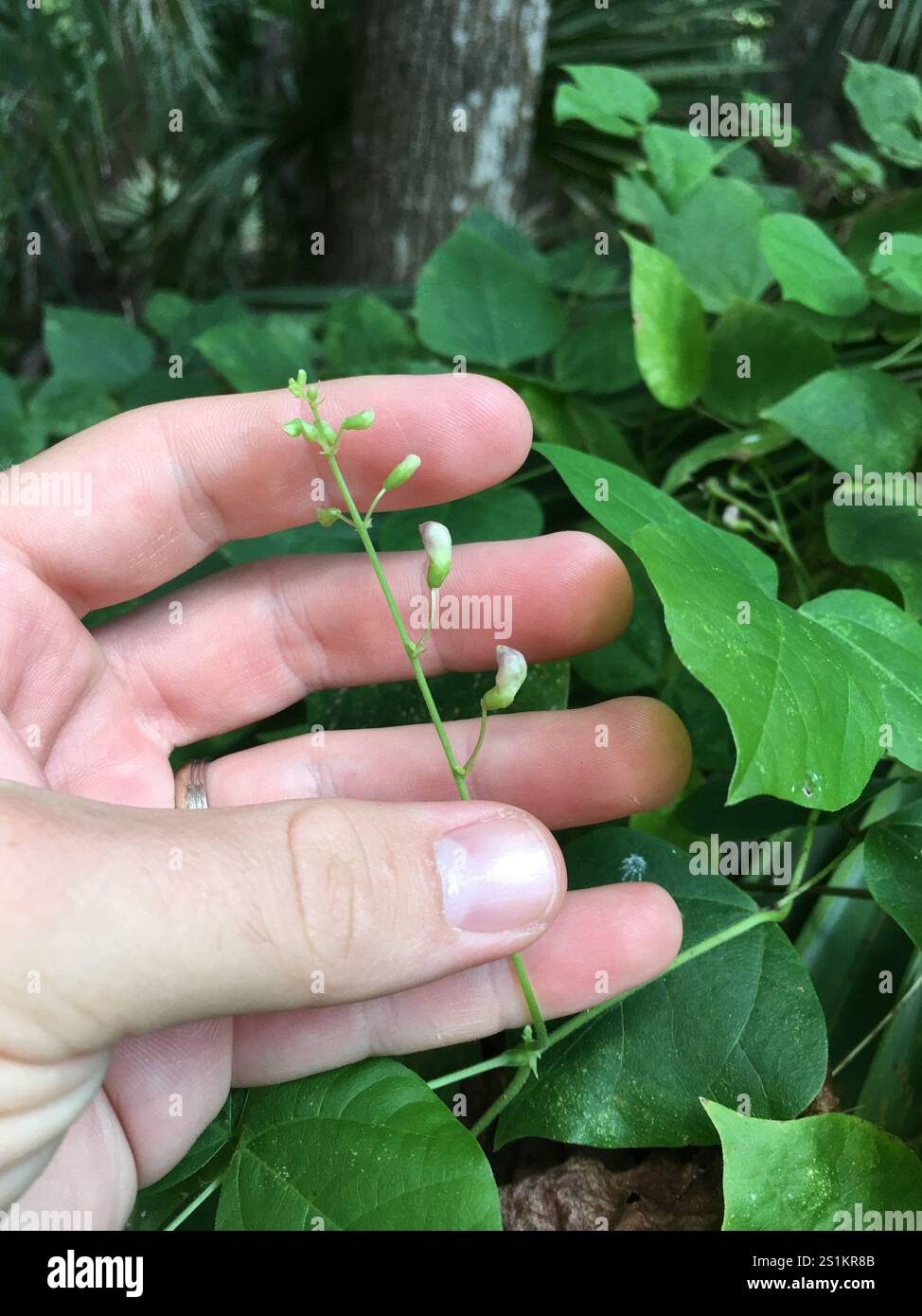 Thicket Bean (Phaseolus polystachios Stock Photo - Alamy