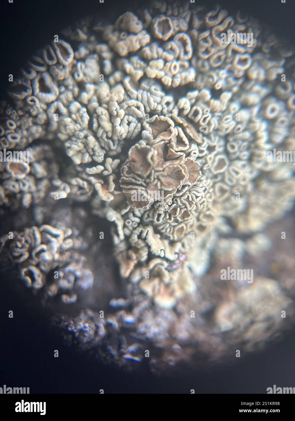rim lichens, disc lichens, and allies (Lecanoraceae Stock Photo - Alamy