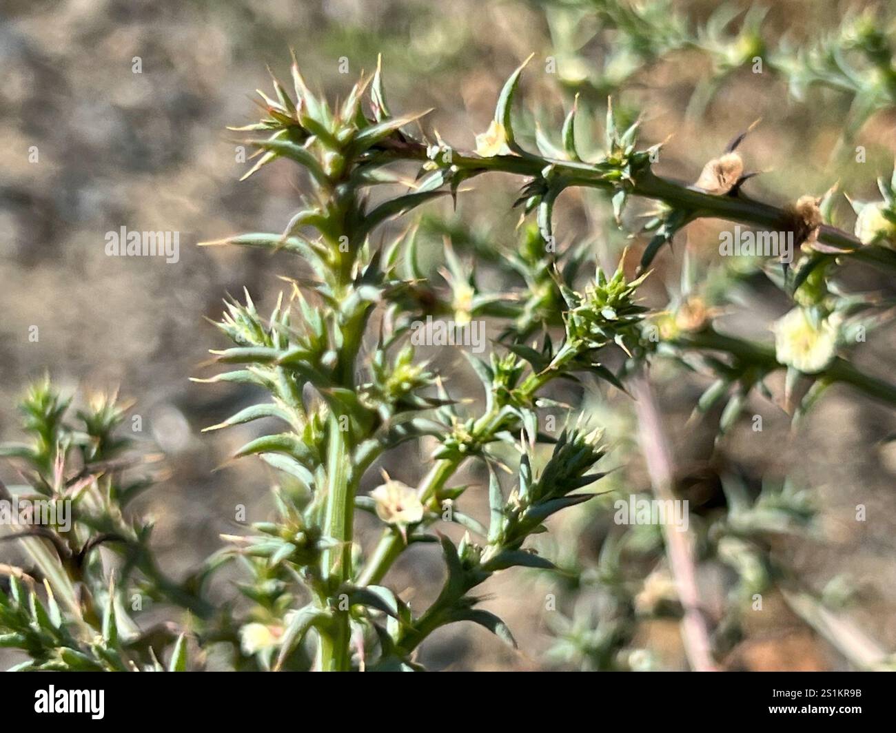 Southern Russian Thistle (Salsola australis Stock Photo - Alamy