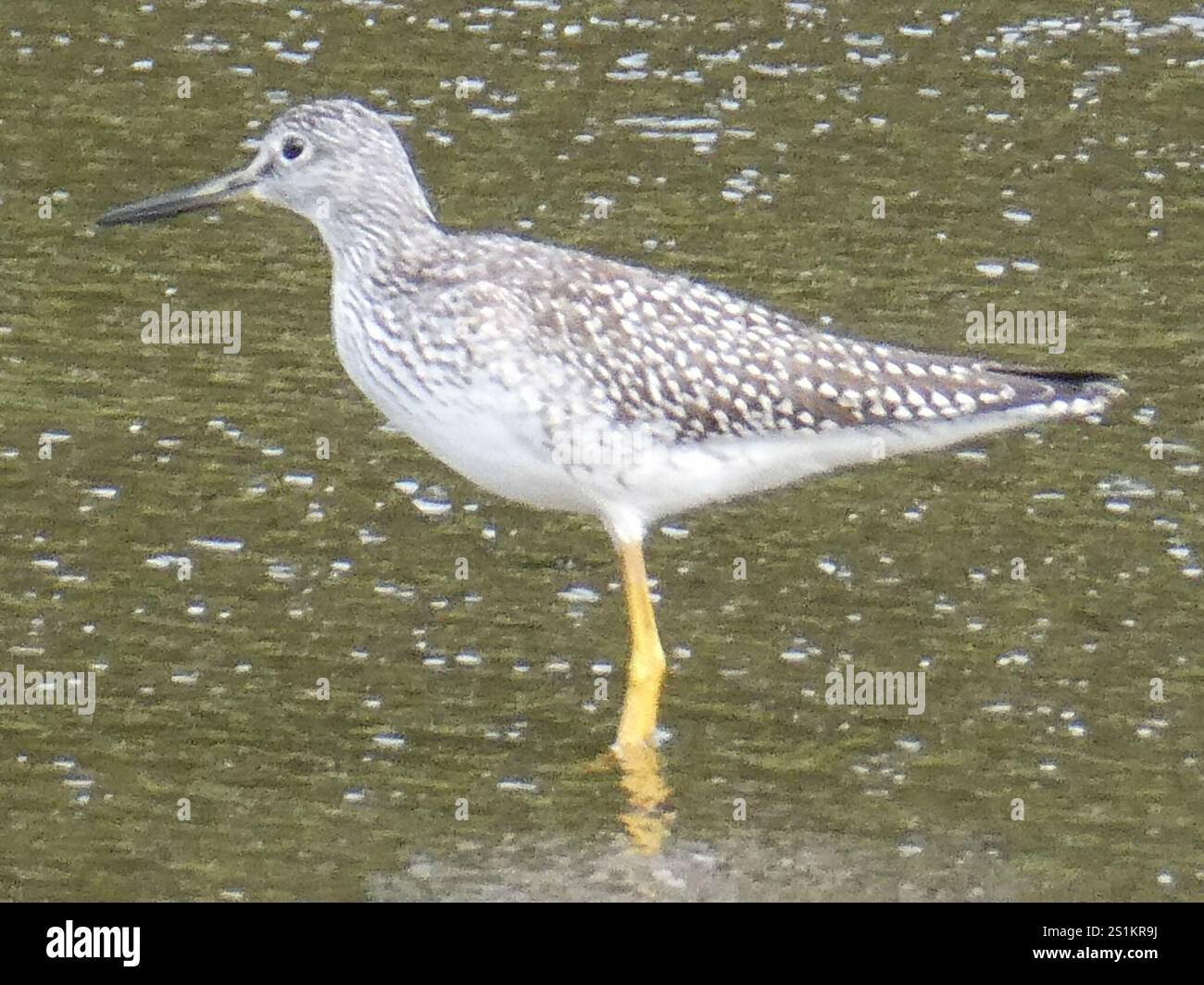 Greater Yellowlegs (Tringa melanoleuca Stock Photo - Alamy