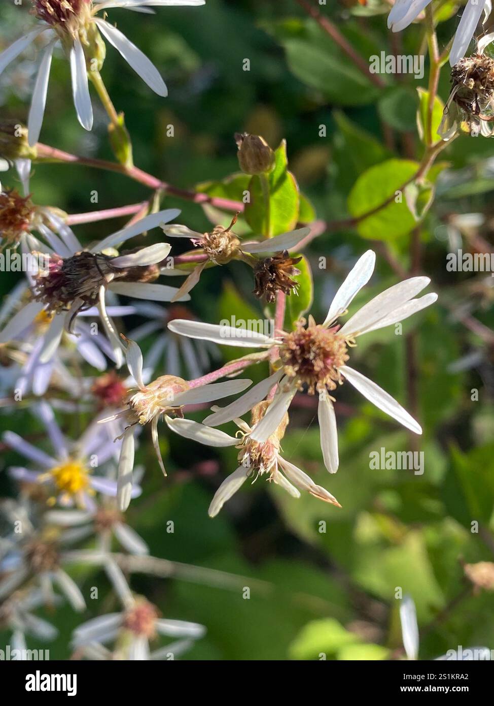 large-leaved aster (Eurybia macrophylla Stock Photo - Alamy
