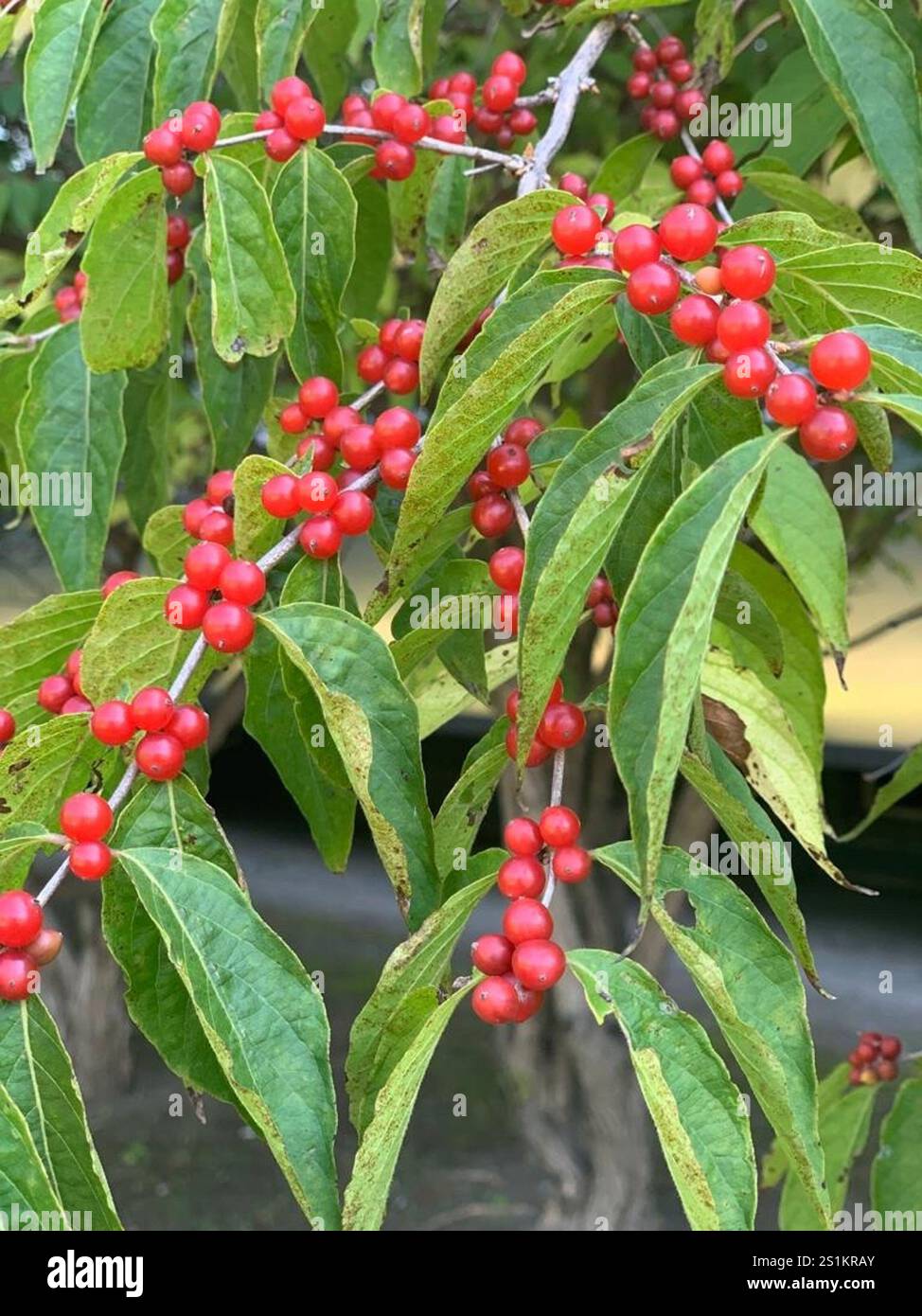 Amur honeysuckle (Lonicera maackii Stock Photo - Alamy