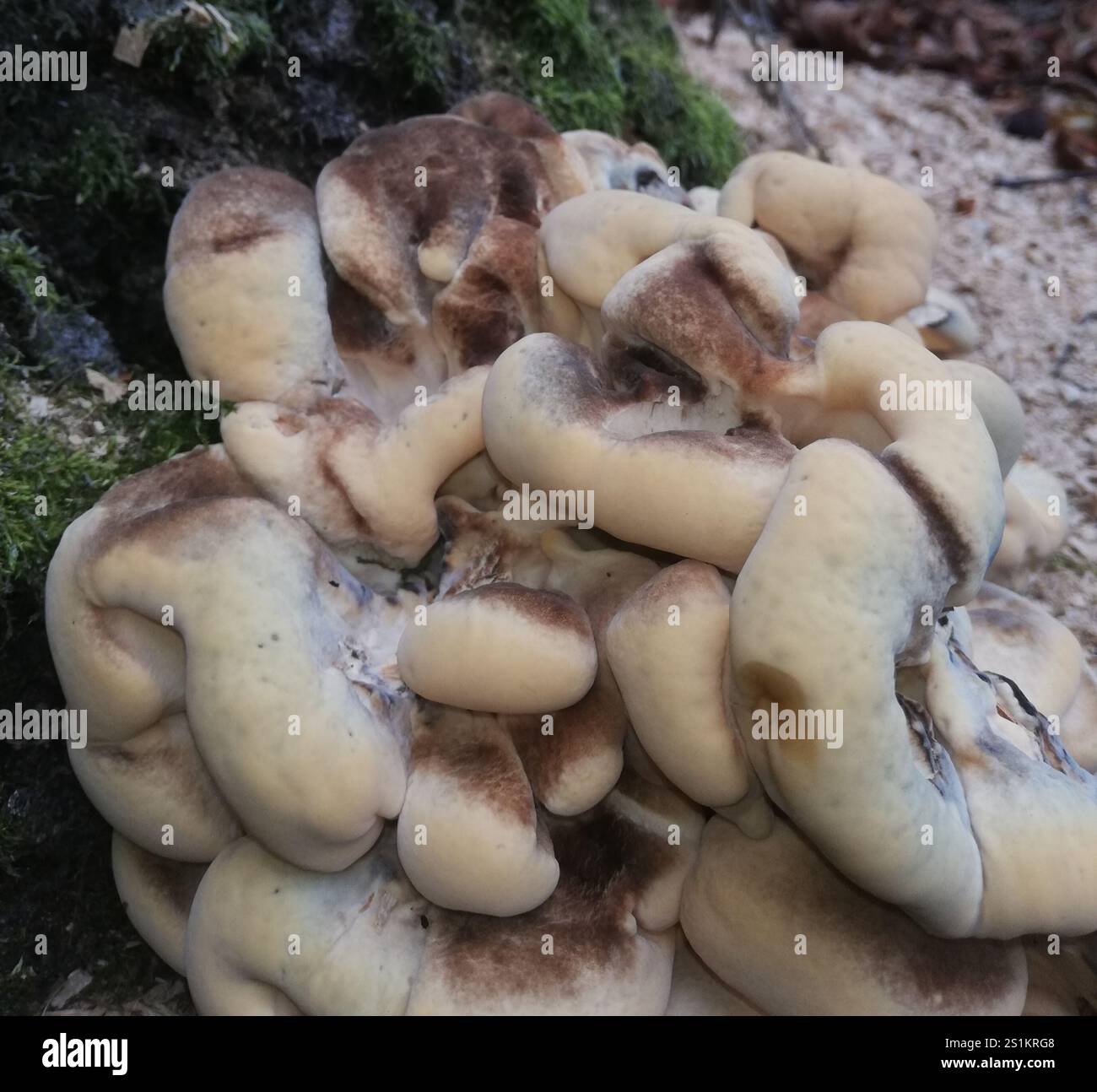 Giant Polypore (Meripilus giganteus Stock Photo - Alamy