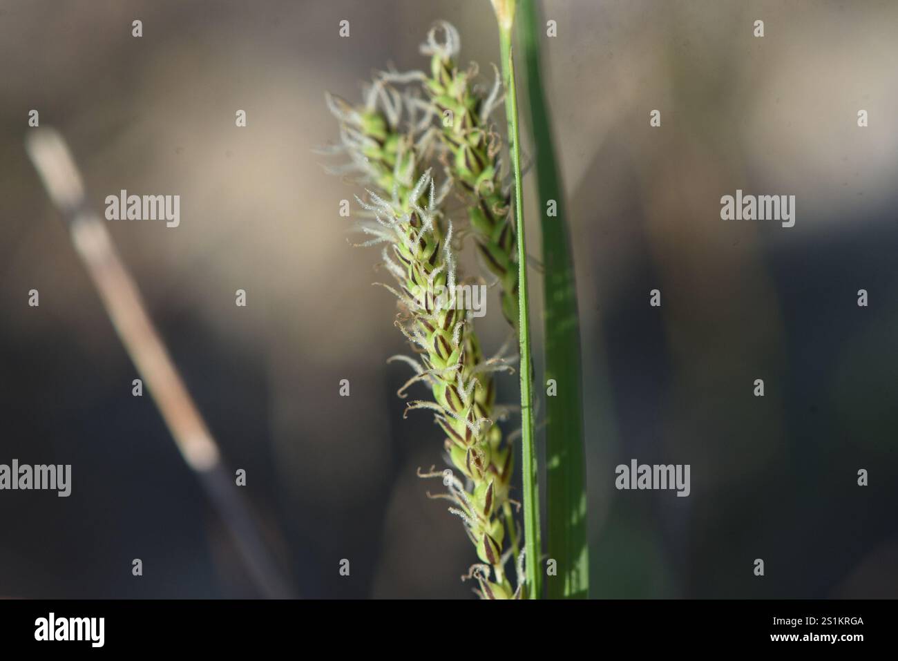water sedge (Carex aquatilis Stock Photo - Alamy