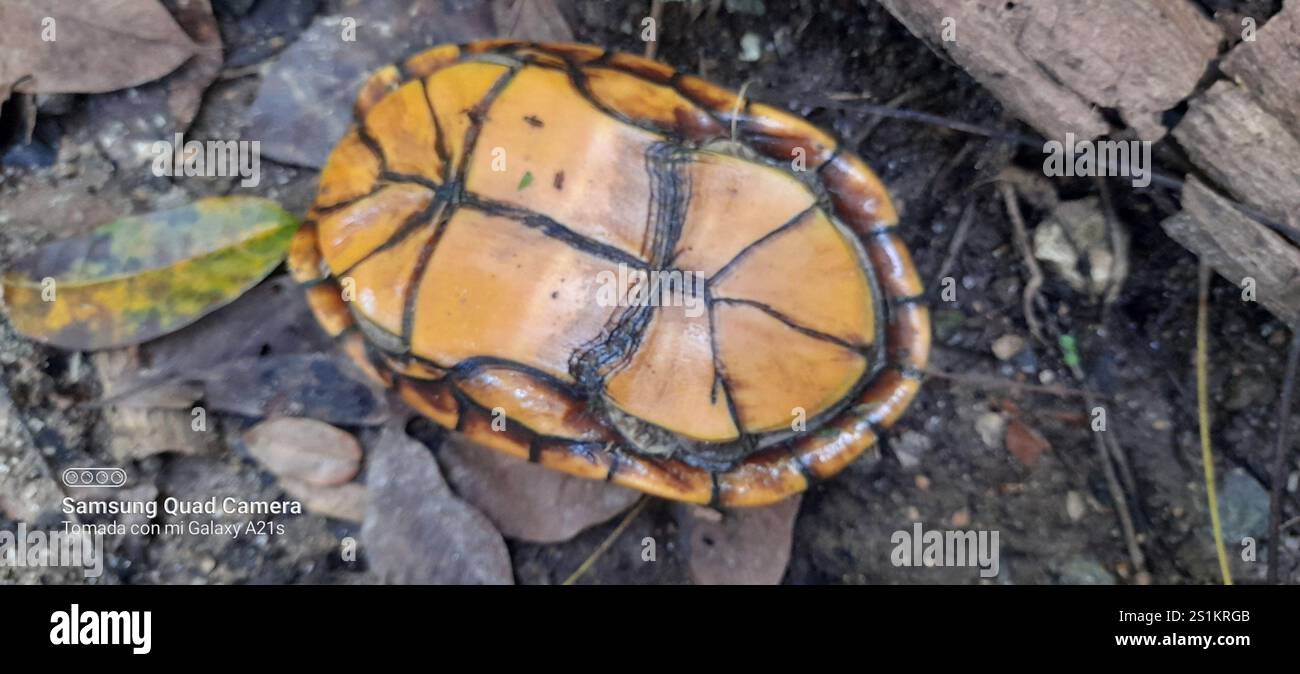 Scorpion Mud Turtle (Kinosternon scorpioides Stock Photo - Alamy