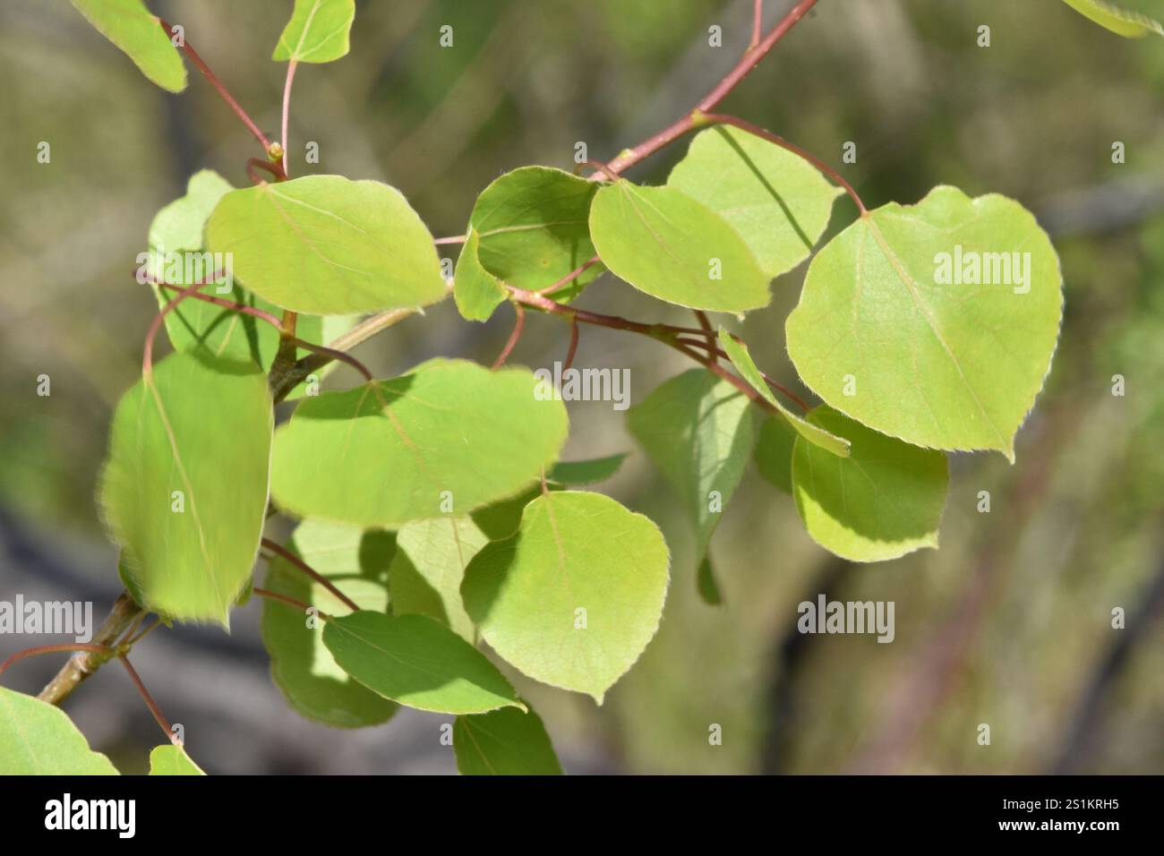 quaking aspen (Populus tremuloides Stock Photo - Alamy