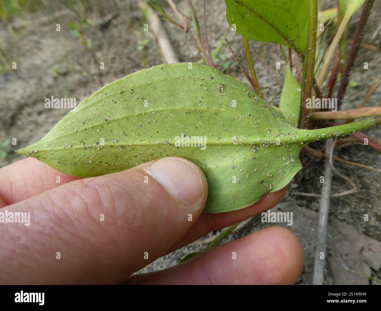 northern water-plantain (Alisma triviale Stock Photo - Alamy