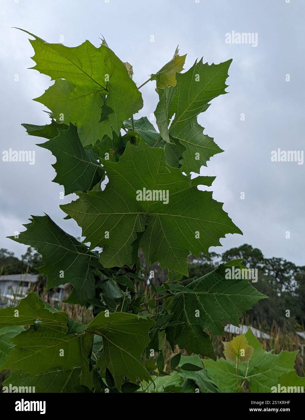 American sycamore (Platanus occidentalis Stock Photo - Alamy
