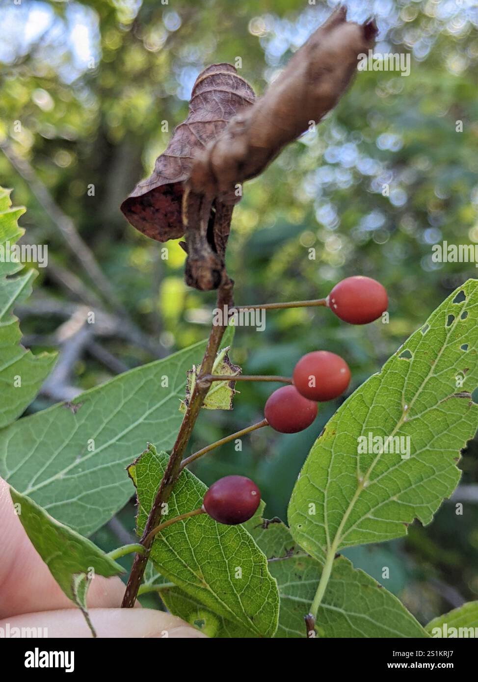 sugar hackberry (Celtis laevigata Stock Photo - Alamy