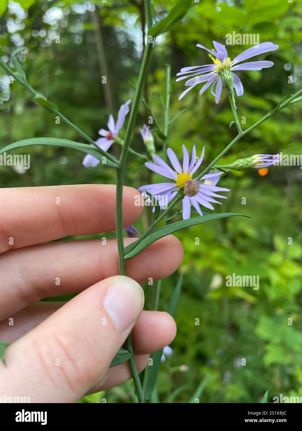 smooth blue aster (Symphyotrichum laeve Stock Photo - Alamy