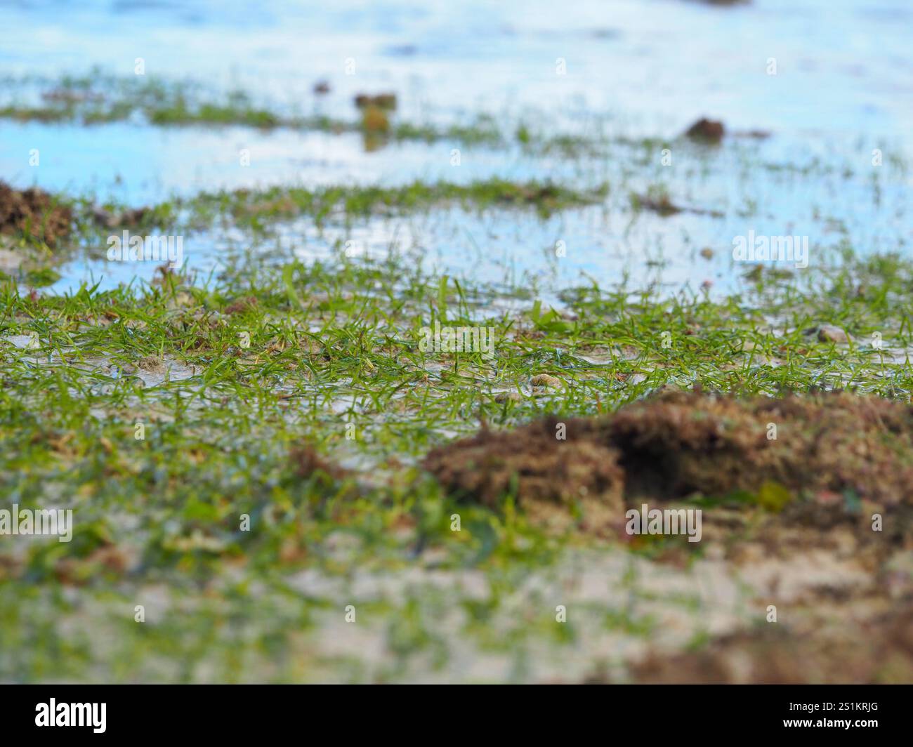 Narrowleaf Seagrass (Halodule uninervis Stock Photo - Alamy