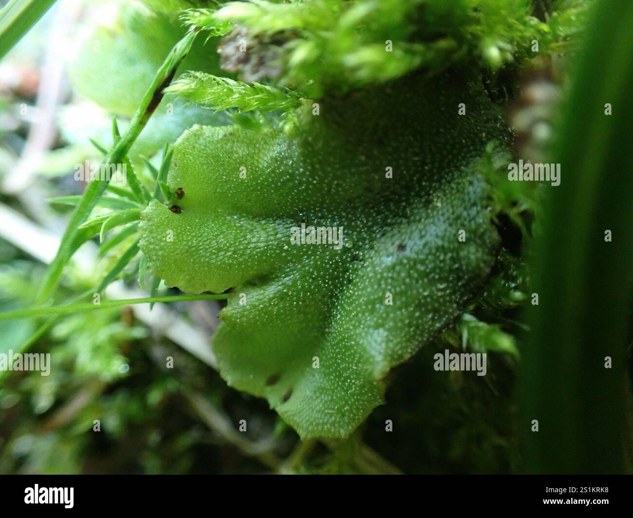 Common Liverwort (Marchantia polymorpha Stock Photo - Alamy