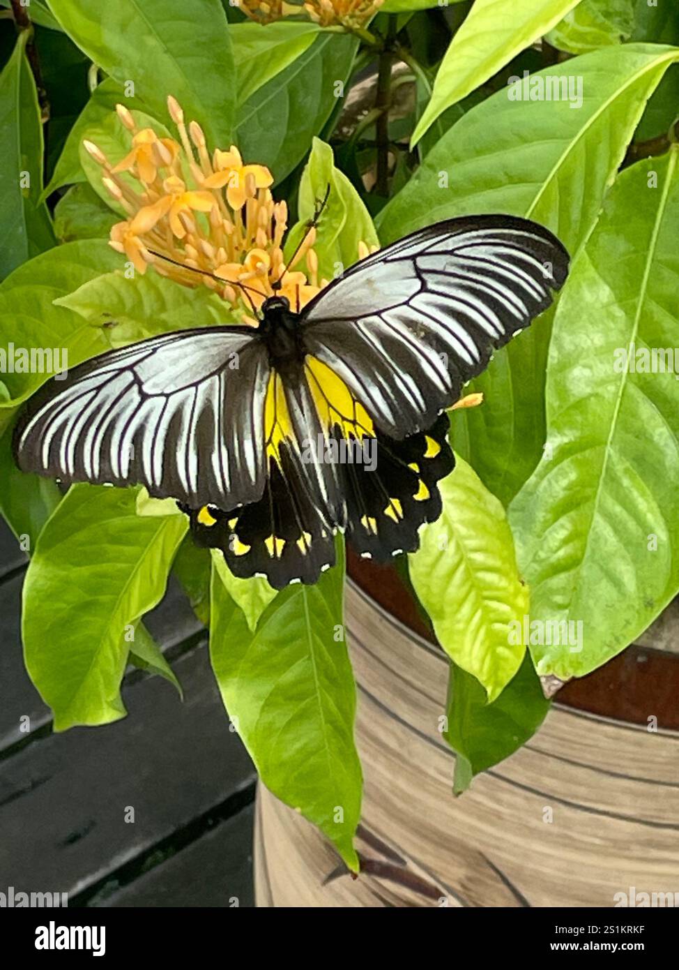Malayan Birdwing (Troides amphrysus Stock Photo - Alamy