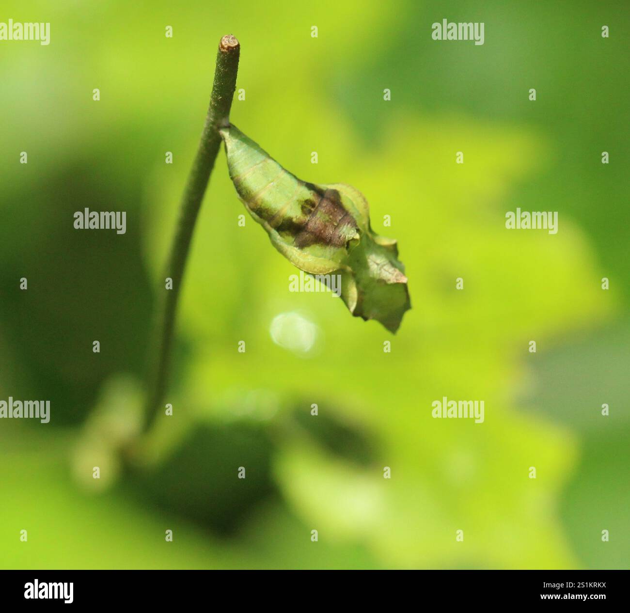 Common Castor Butterfly (Ariadne merione Stock Photo - Alamy