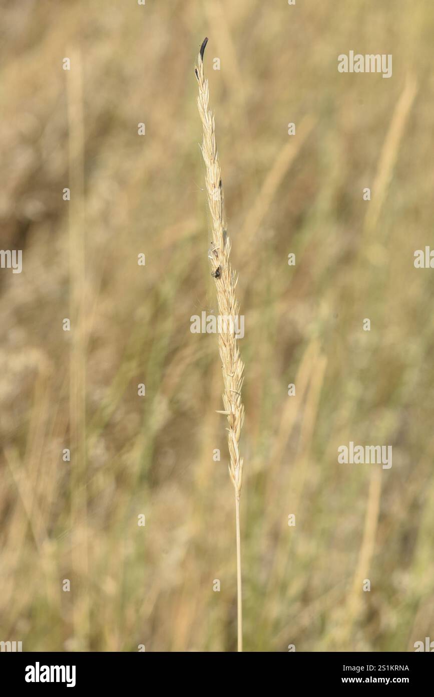 Rye Ergot (Claviceps purpurea Stock Photo - Alamy