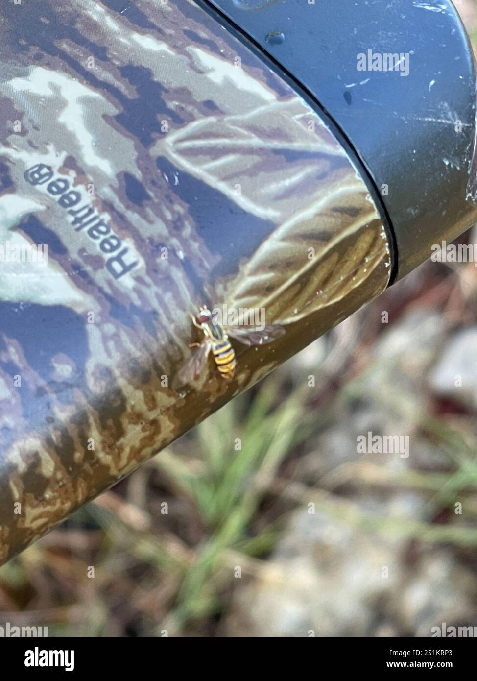 Maize Calligrapher (Toxomerus politus Stock Photo - Alamy