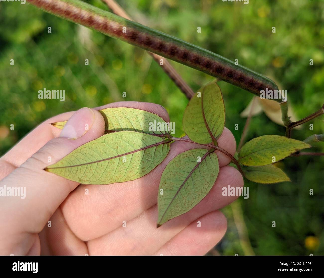 Coffee Senna (Senna occidentalis Stock Photo - Alamy