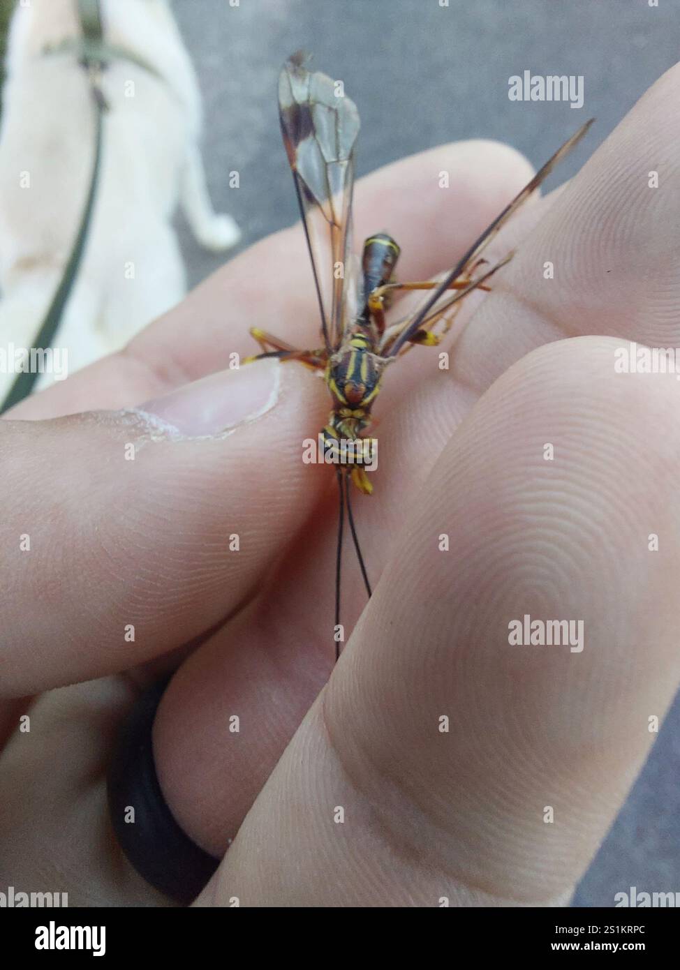 Long-tailed Giant Ichneumonid Wasp (Megarhyssa macrurus Stock Photo - Alamy