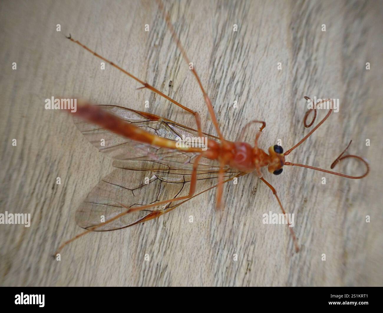 Ichneumonid Wasps (Ichneumonidae Stock Photo - Alamy