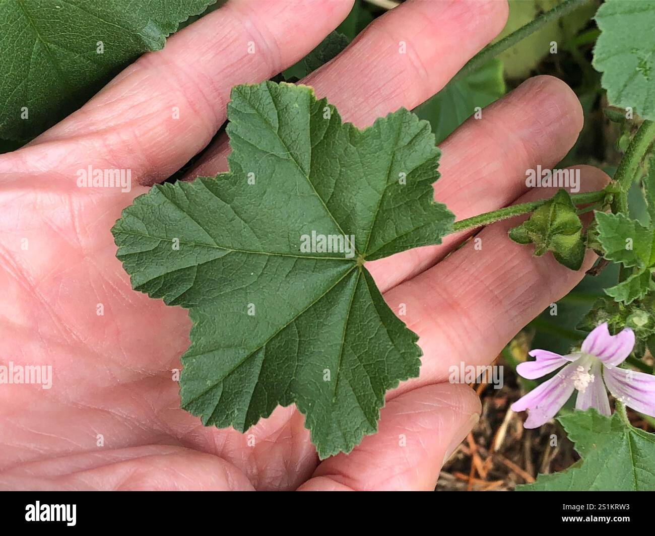 Cretan mallow (Malva multiflora Stock Photo - Alamy