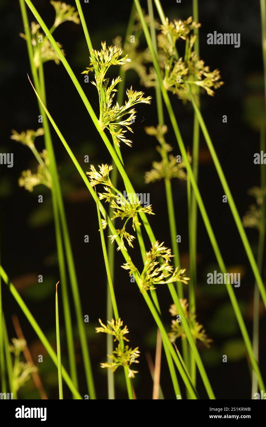Soft Rush (Juncus effusus Stock Photo - Alamy
