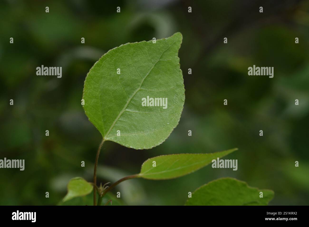 quaking aspen (Populus tremuloides Stock Photo - Alamy