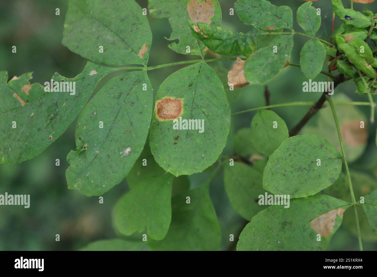 Ash Leaf Spot (Mycosphaerella fraxinicola Stock Photo - Alamy