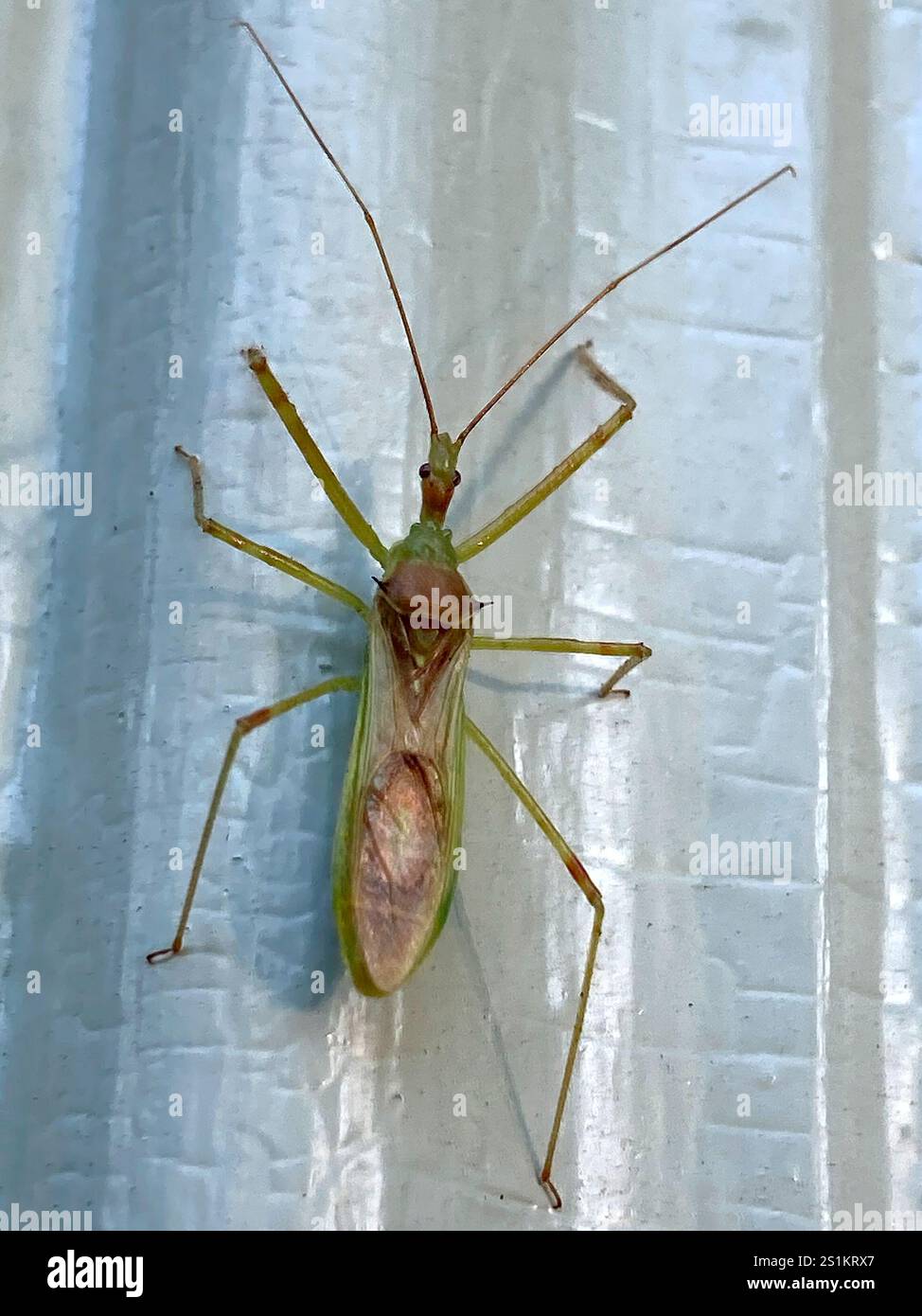 Zelus luridus hi-res stock photography and images - Alamy