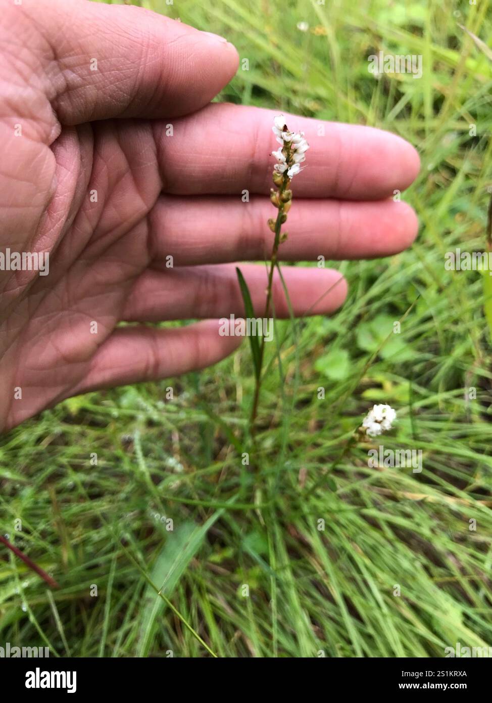 alpine bistort (Bistorta vivipara Stock Photo - Alamy