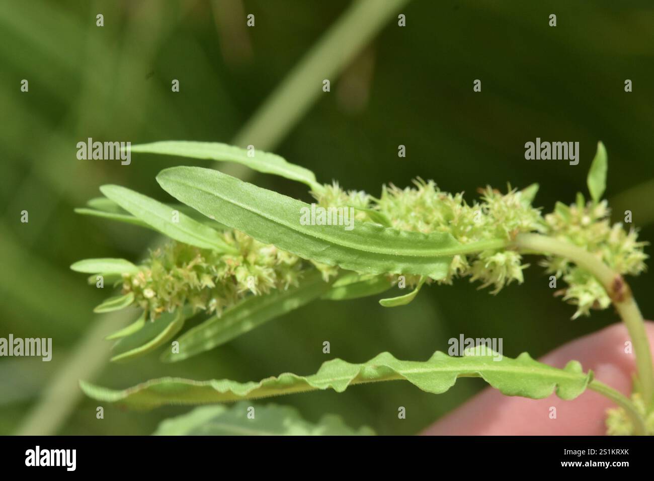 golden dock (Rumex fueginus Stock Photo - Alamy