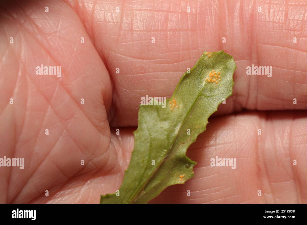 Groundsel crown rust (Puccinia lagenophorae Stock Photo - Alamy
