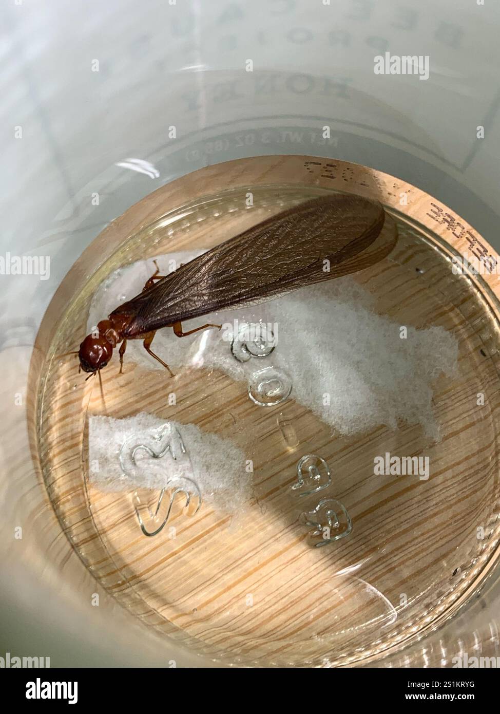 Pacific Dampwood Termite (Zootermopsis angusticollis Stock Photo - Alamy