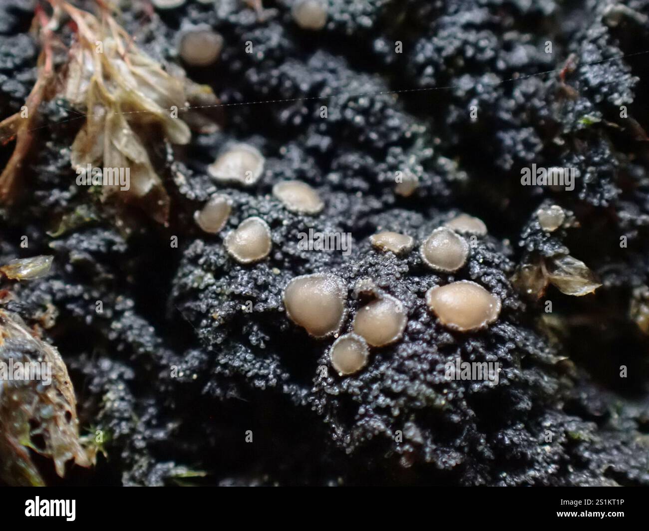 Brown-gray Moss-shingle Lichen (Protopannaria pezizoides Stock Photo ...