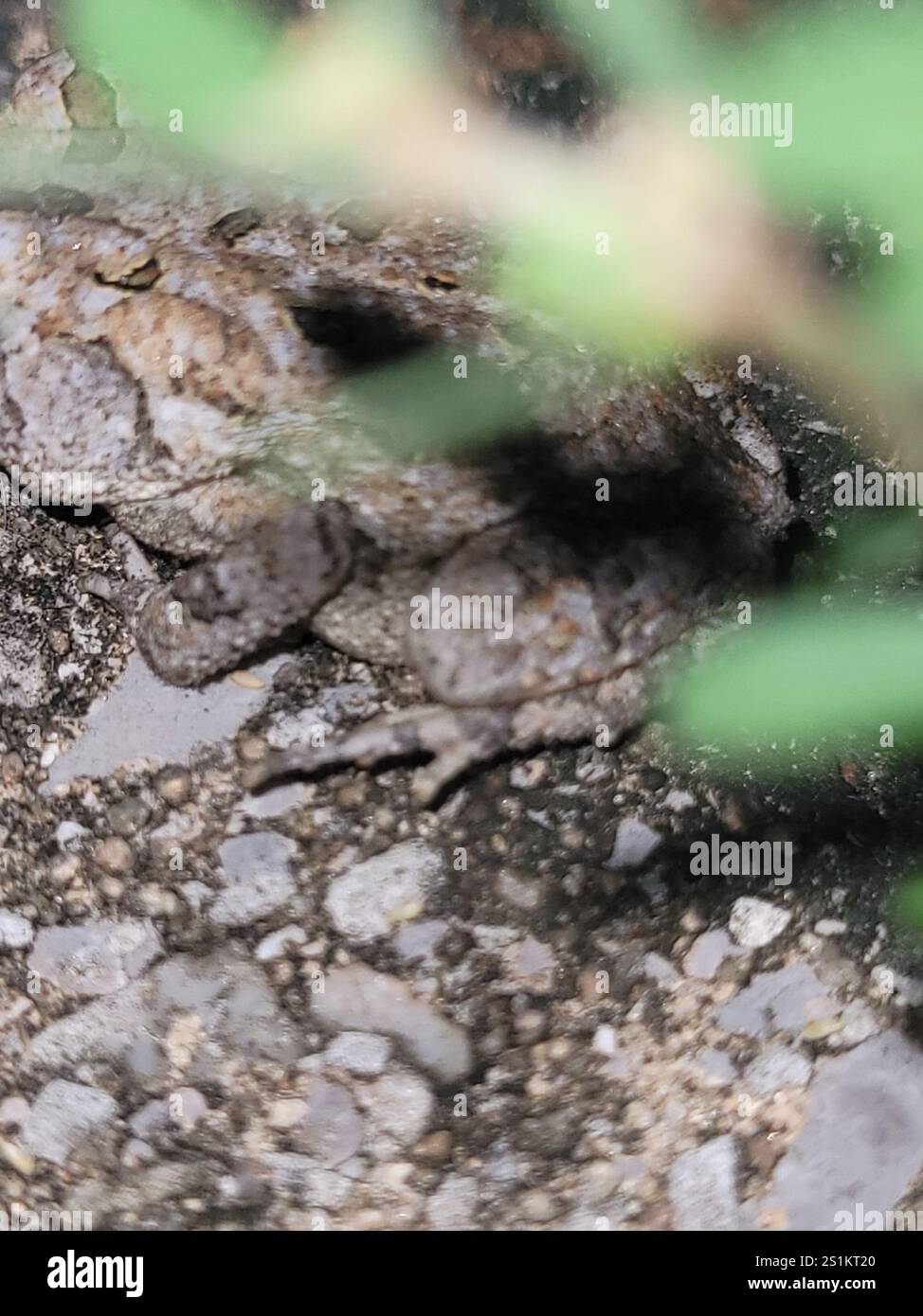 Southern Toad (Anaxyrus terrestris Stock Photo - Alamy