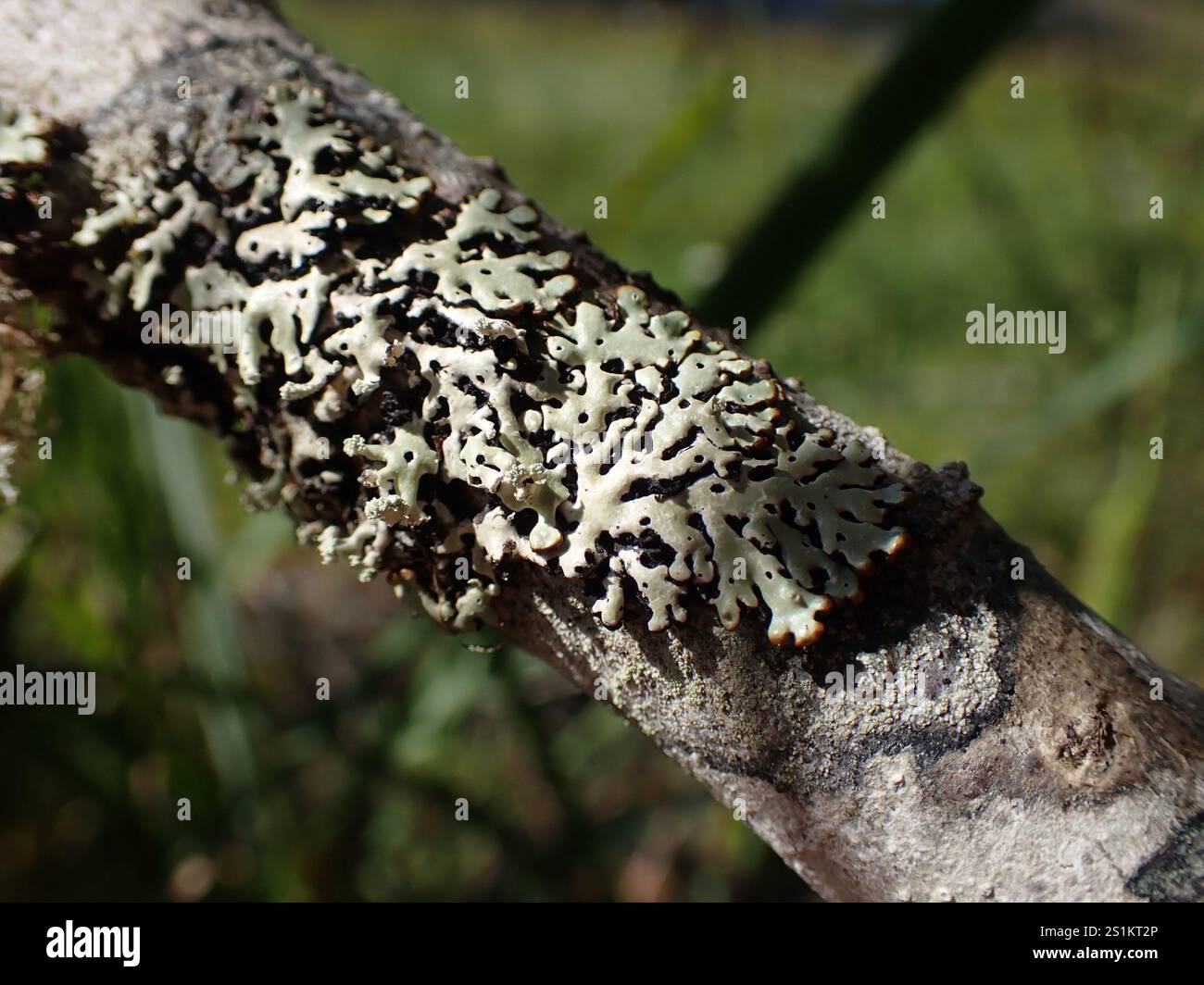 Tree Flute Lichen (Menegazzia subsimilis Stock Photo - Alamy