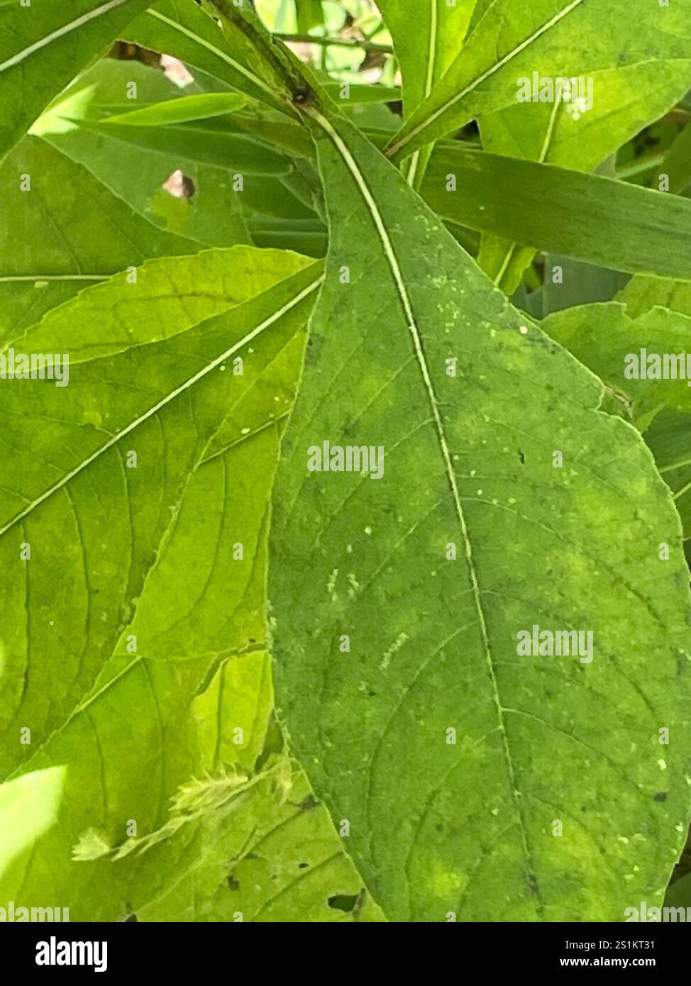 Wingstem (Verbesina alternifolia Stock Photo - Alamy