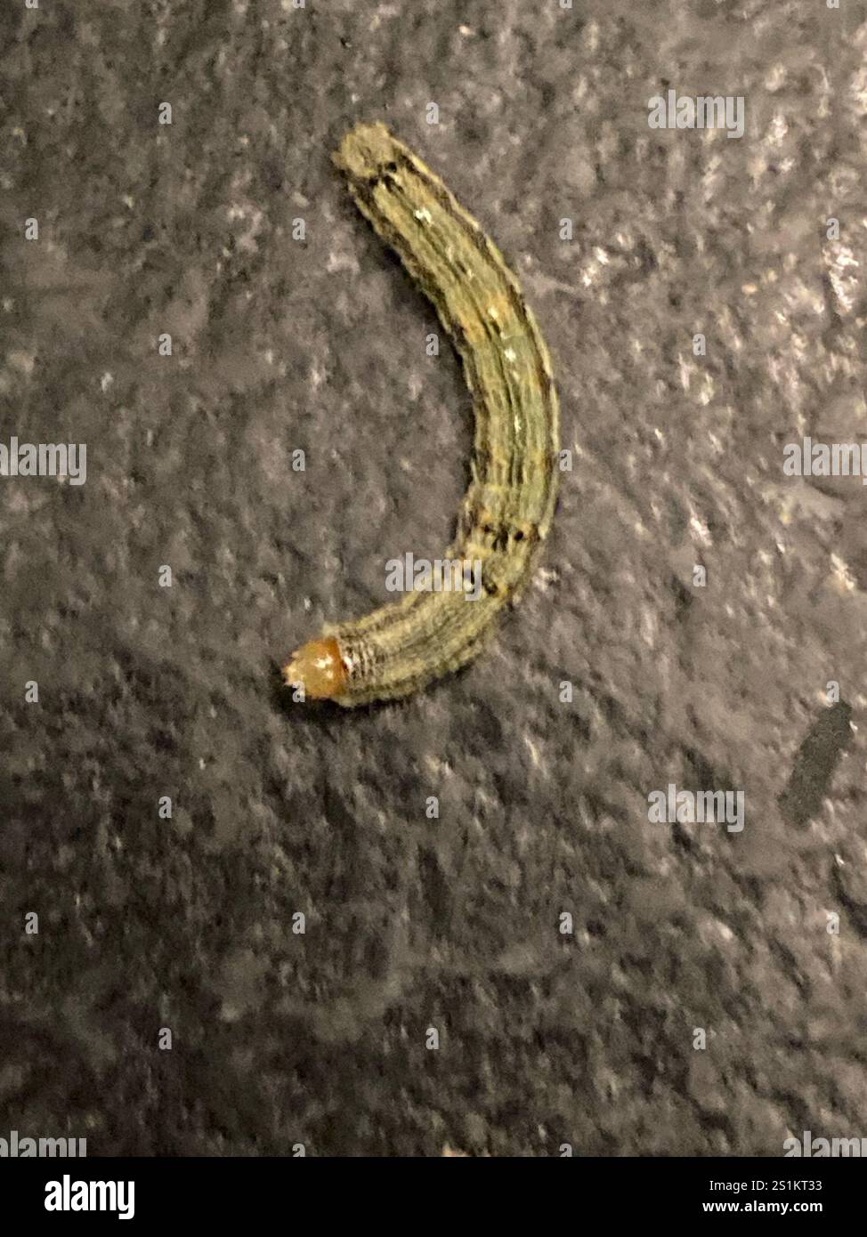 Chloridea virescens hi-res stock photography and images - Alamy