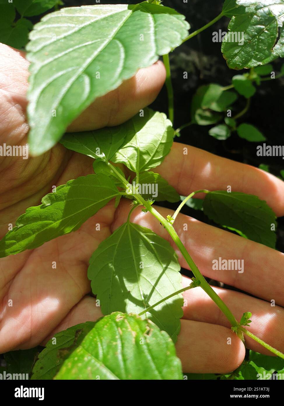 three-seeded mercuries (Acalypha Stock Photo - Alamy
