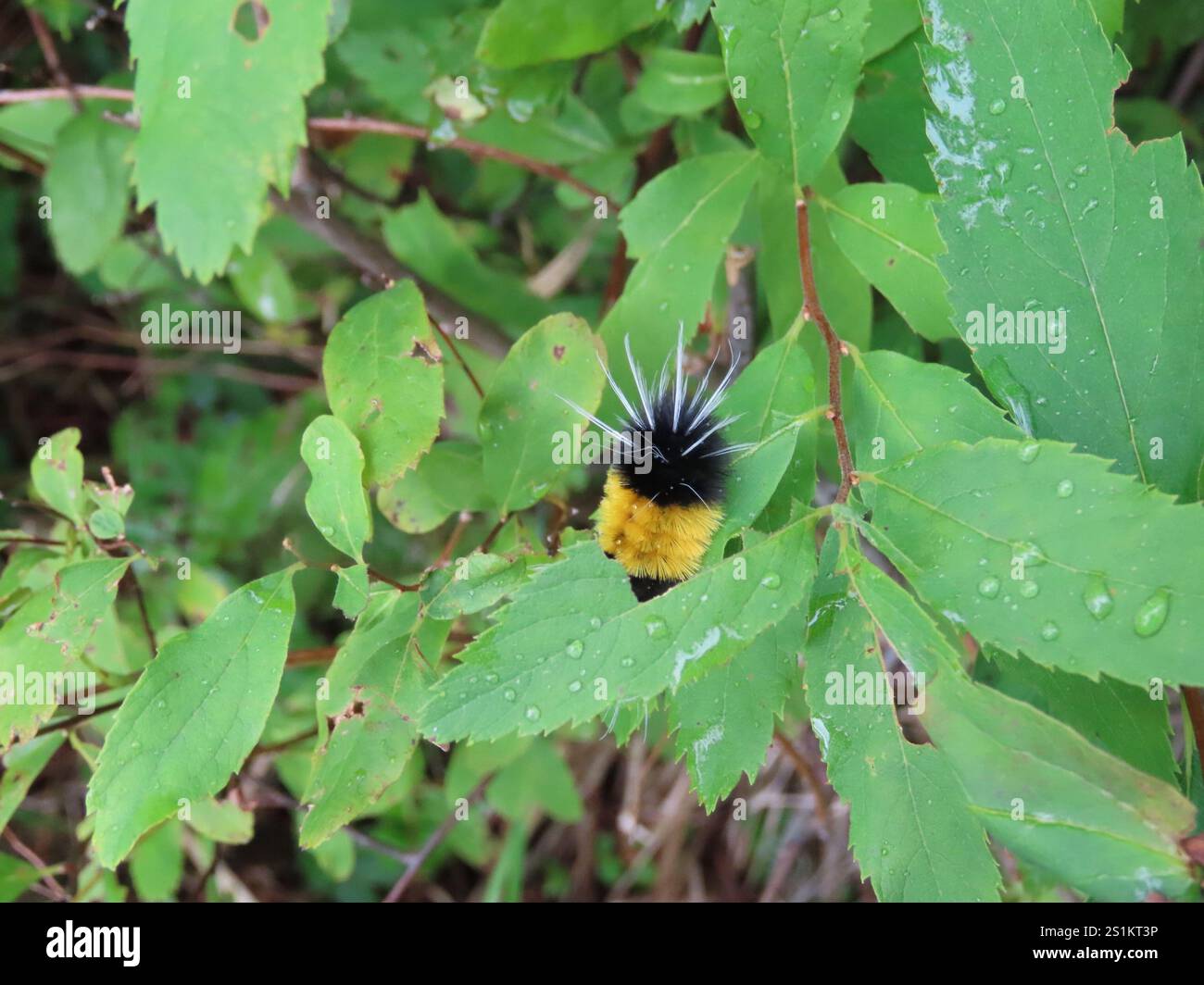 Spotted Tussock Moth (Lophocampa maculata Stock Photo - Alamy