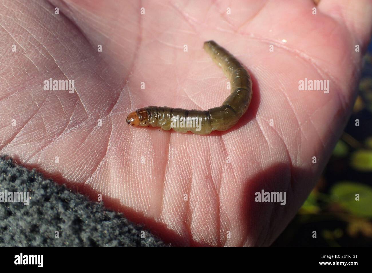 Rice Worm Moth (Apamea apamiformis Stock Photo - Alamy