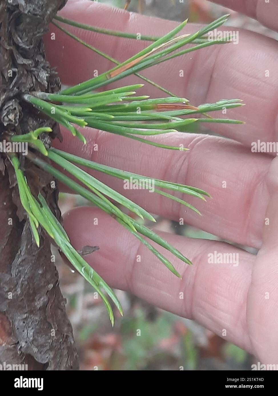 pitch pine (Pinus rigida Stock Photo - Alamy