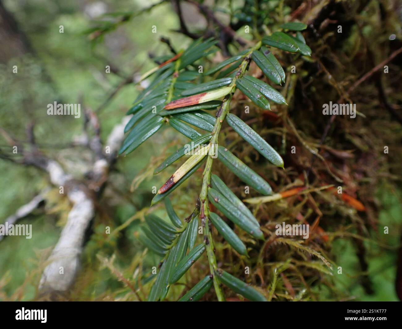 Pacific yew (Taxus brevifolia Stock Photo - Alamy