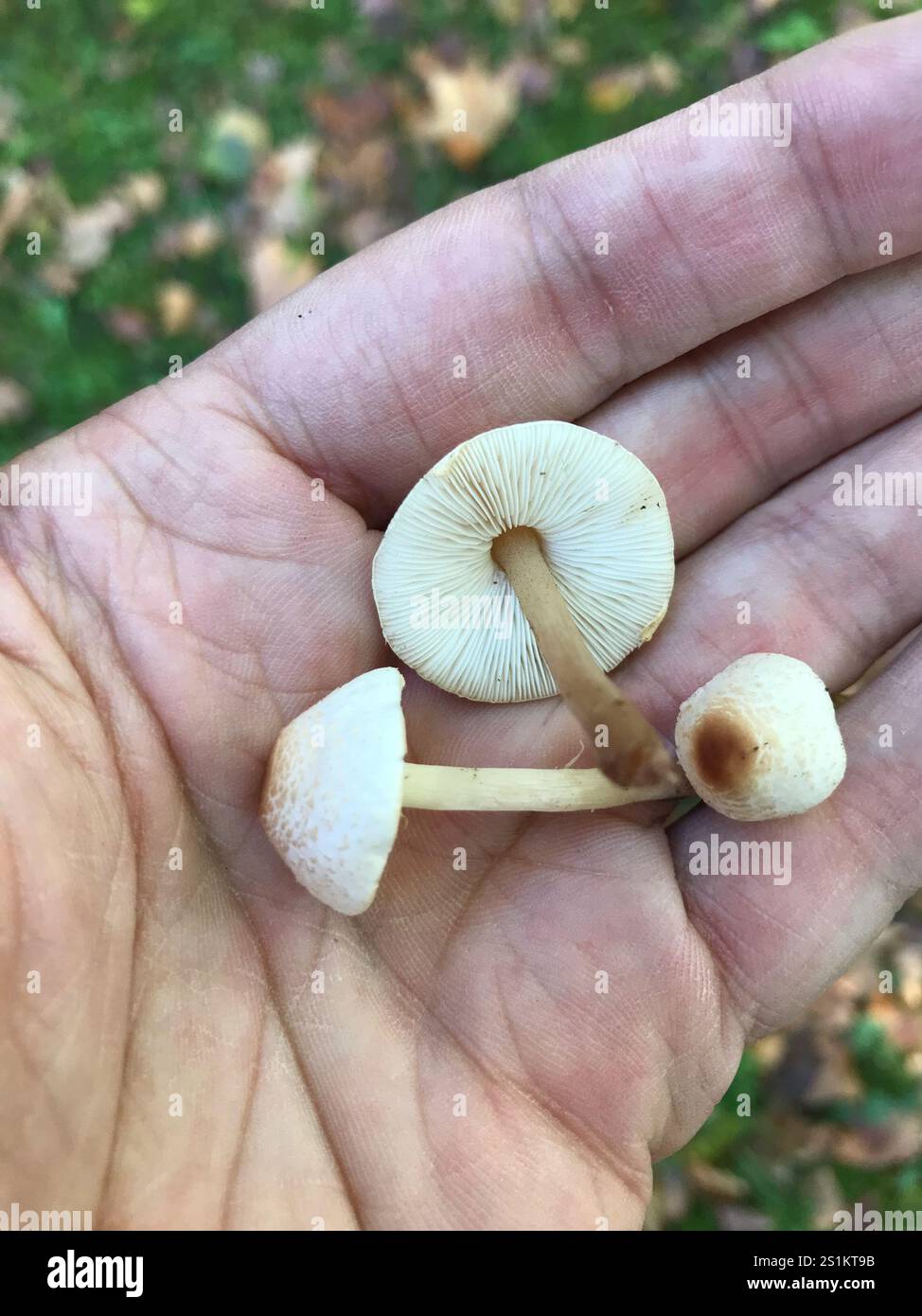 Stinking Dapperling (Lepiota cristata Stock Photo - Alamy