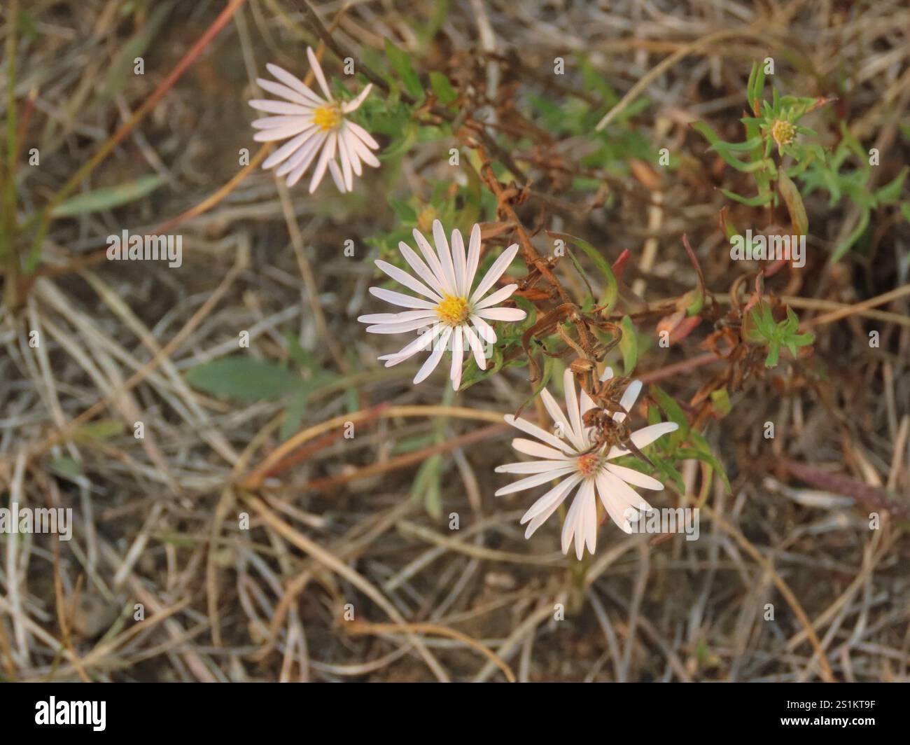 white heath aster (Symphyotrichum ericoides Stock Photo - Alamy