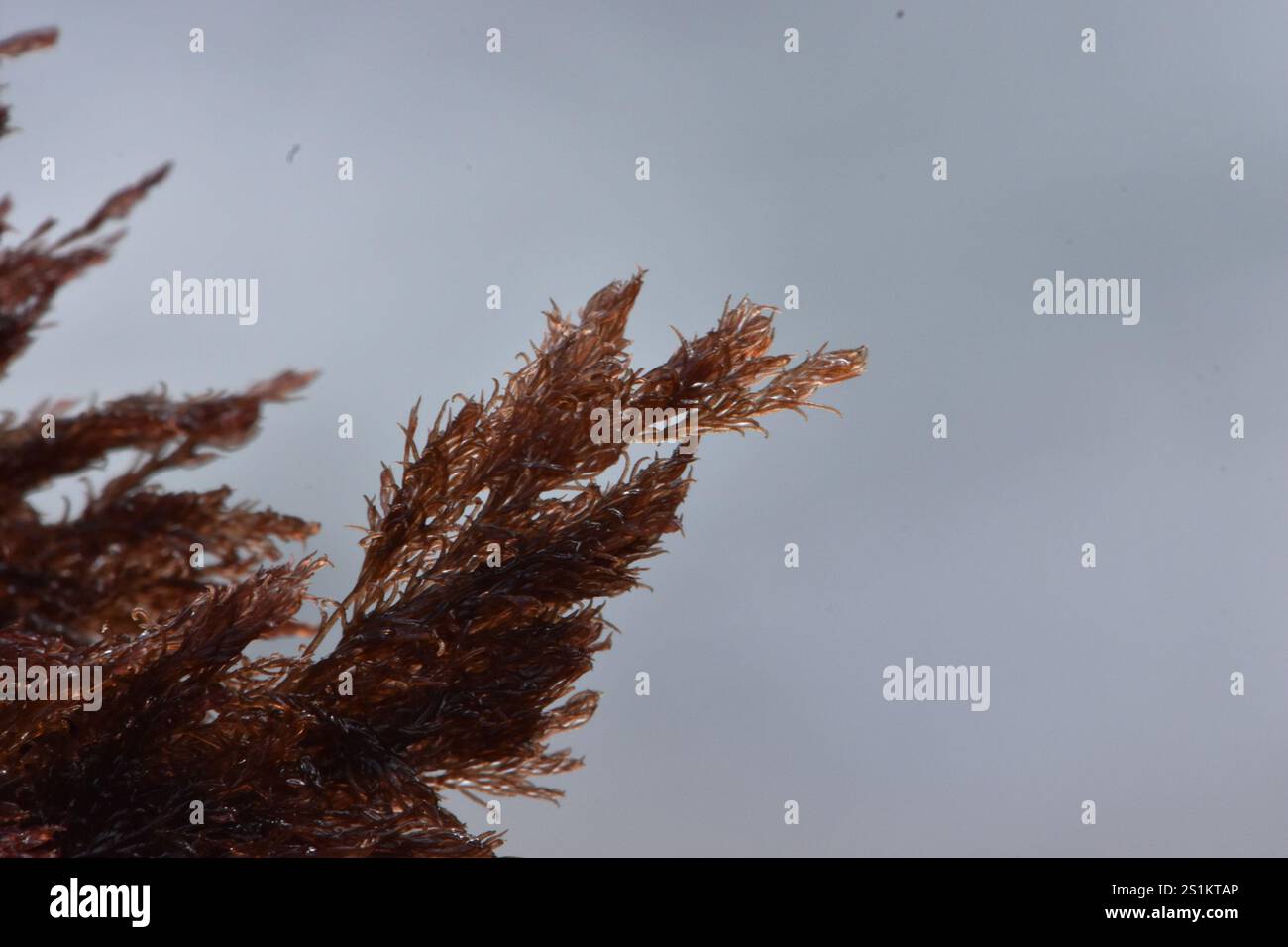 red algae (Rhodophyta Stock Photo - Alamy