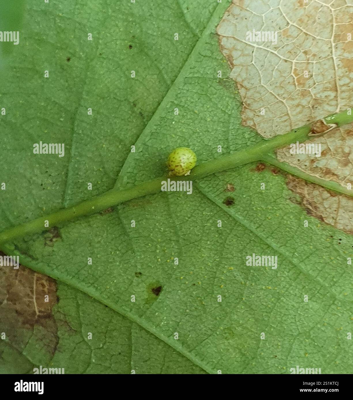 Oyster Gall Wasp (Neuroterus anthracinus Stock Photo - Alamy