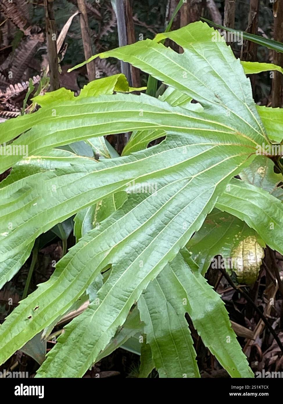 Broad-leaf Fern (Dipteris conjugata Stock Photo - Alamy