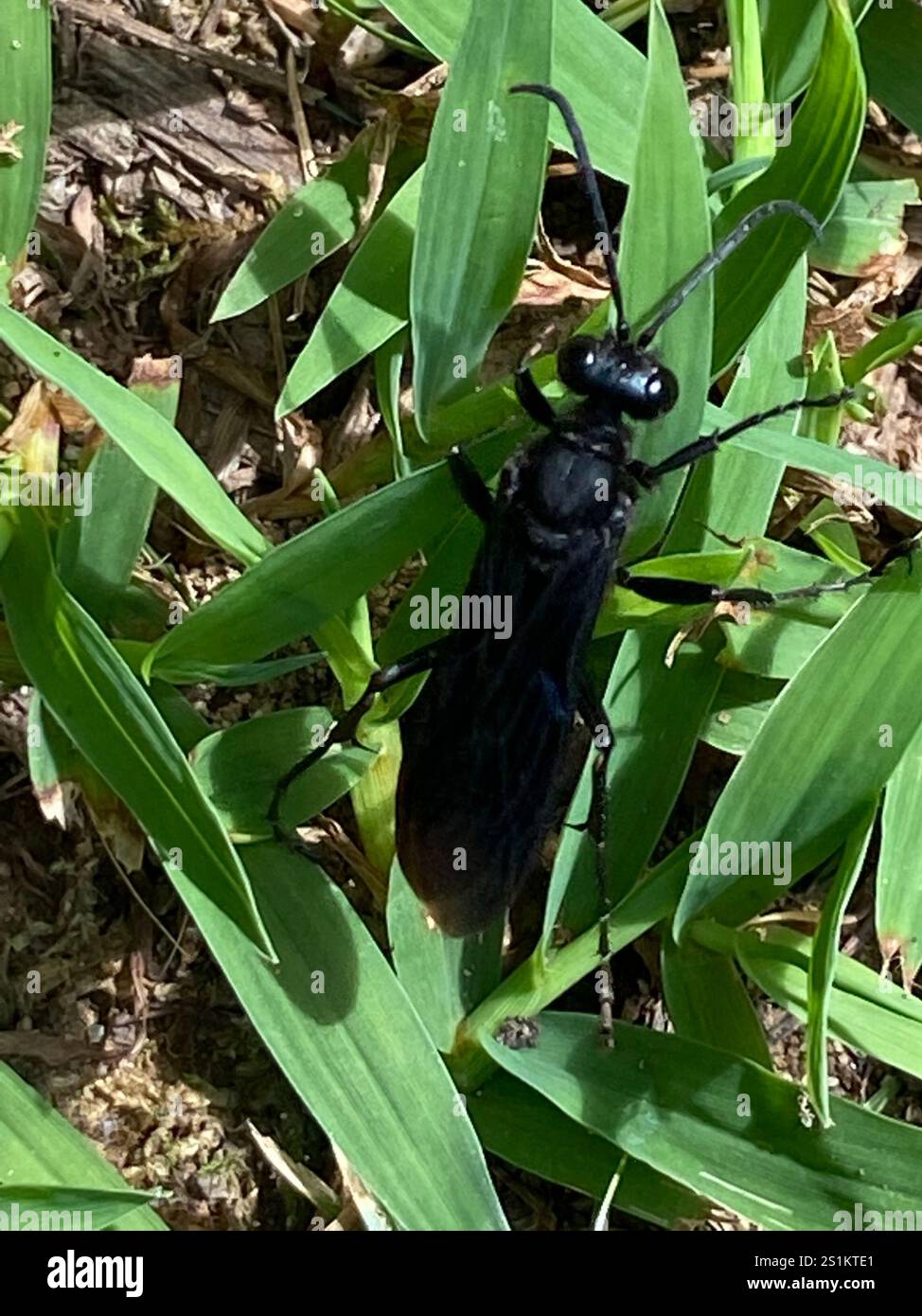Great Black Digger Wasp (Sphex pensylvanicus Stock Photo - Alamy