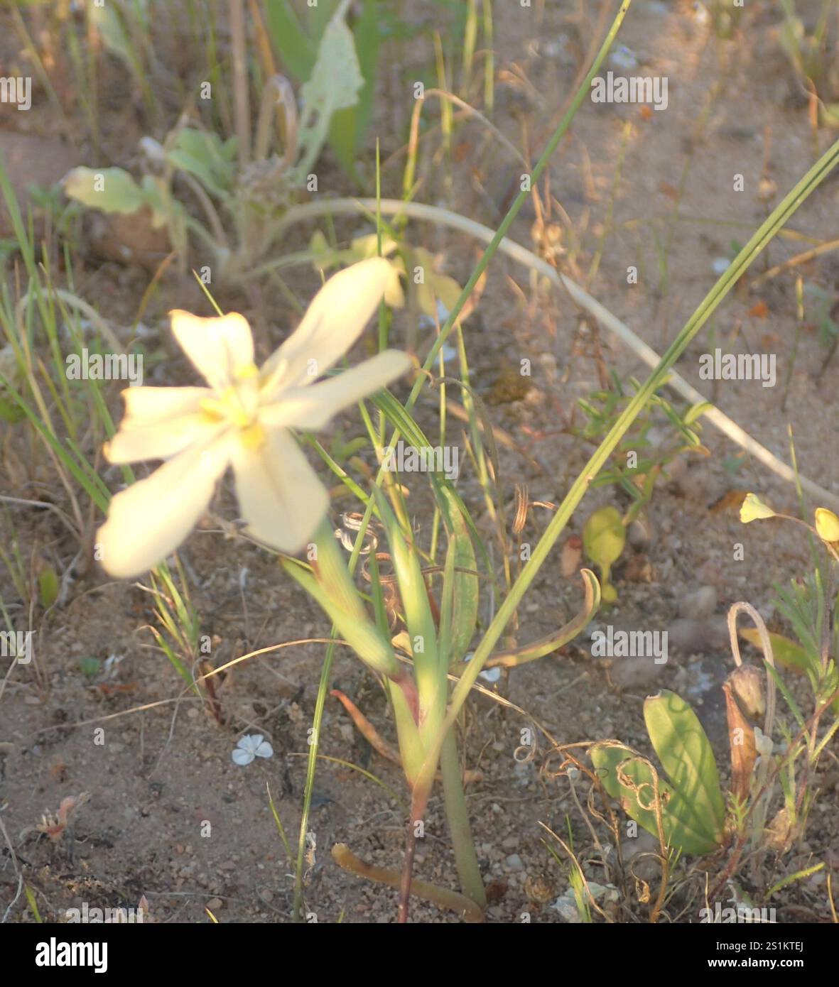 Two-leaved Cape tulip (Moraea miniata Stock Photo - Alamy